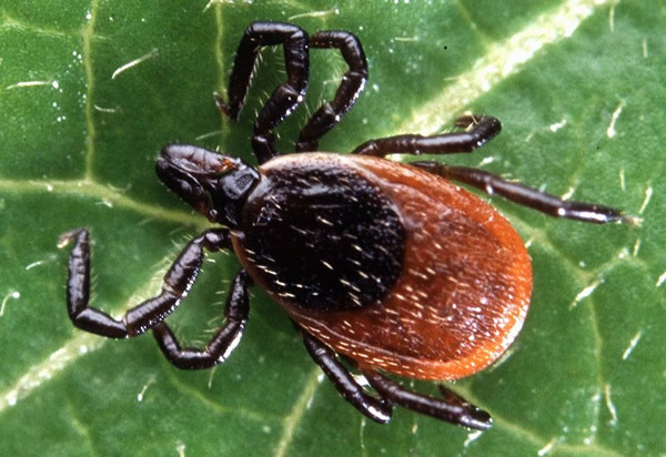 Ticks - What All Camps Need to Know | American Camp Association